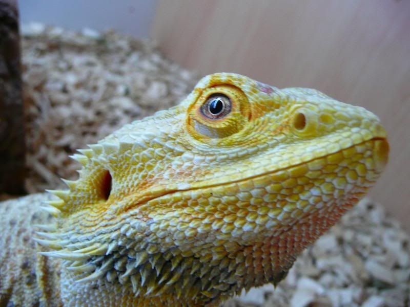 Baby Beardies at Barking. | Reptile Forums