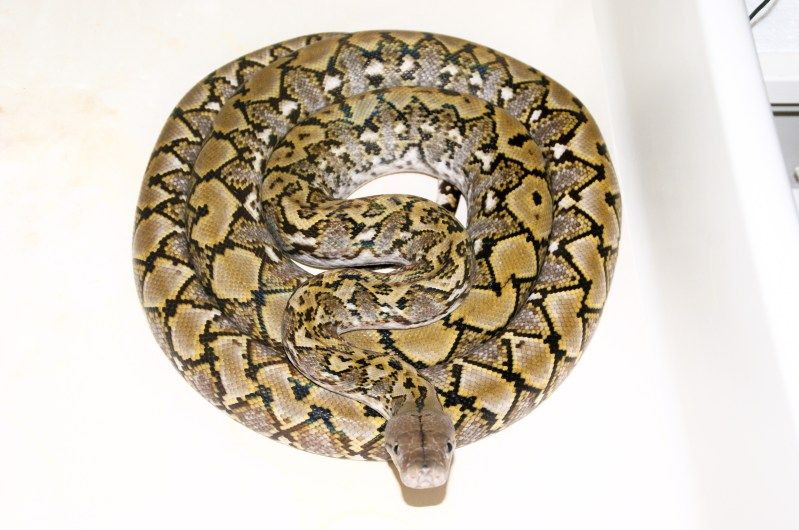 The Reticulated Python Thread | Page 261 | Reptile Forums