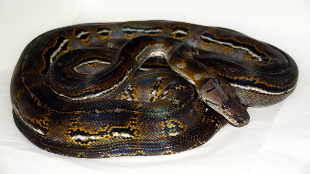 The Reticulated Python Thread | Page 307 | Reptile Forums