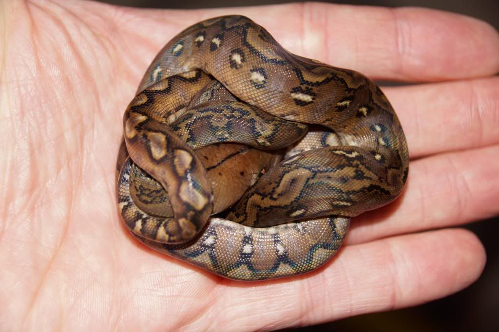 The Reticulated Python Thread | Page 307 | Reptile Forums