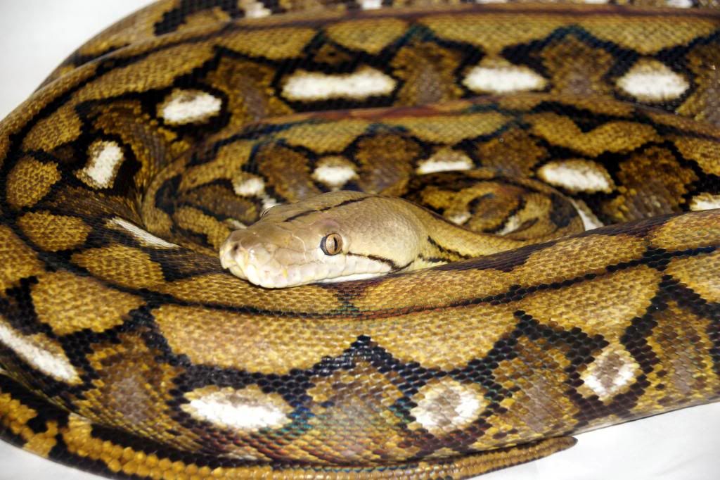 The Reticulated Python Thread | Page 307 | Reptile Forums