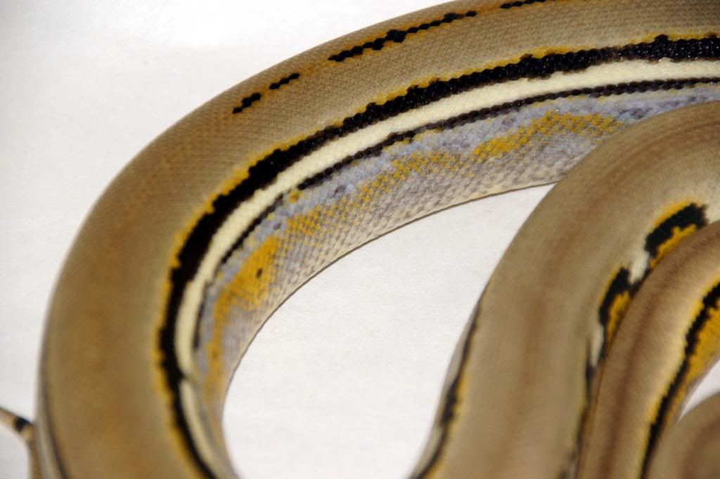 The Reticulated Python Thread | Page 307 | Reptile Forums