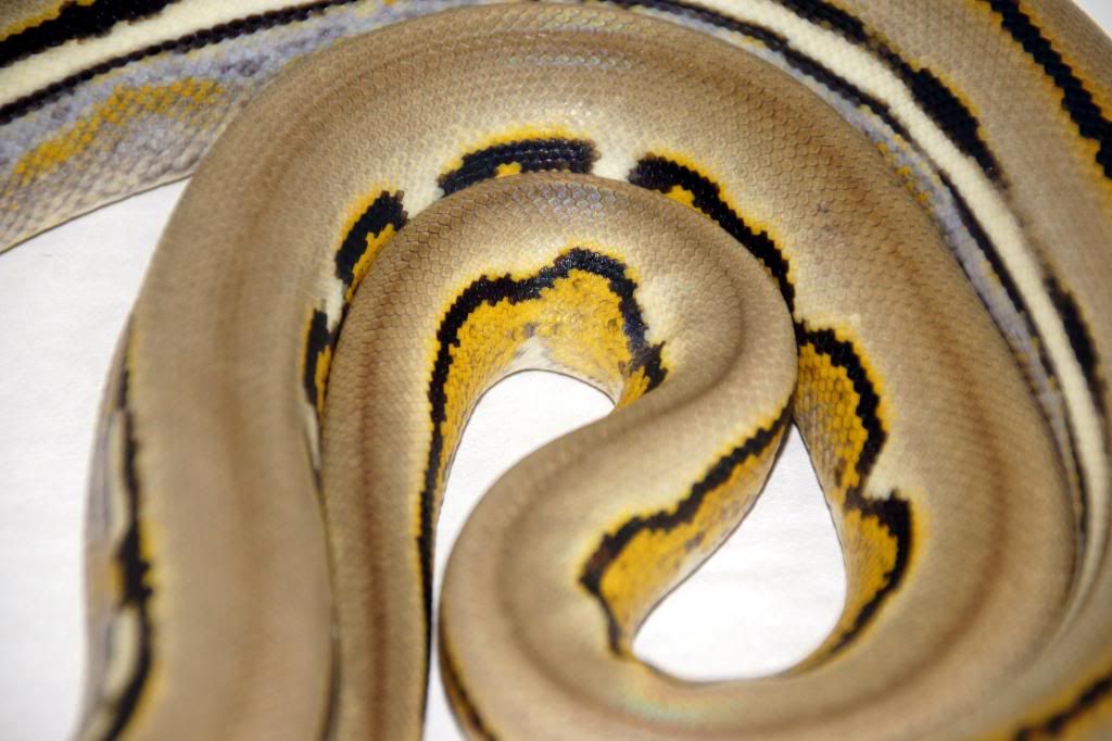 The Reticulated Python Thread | Page 307 | Reptile Forums
