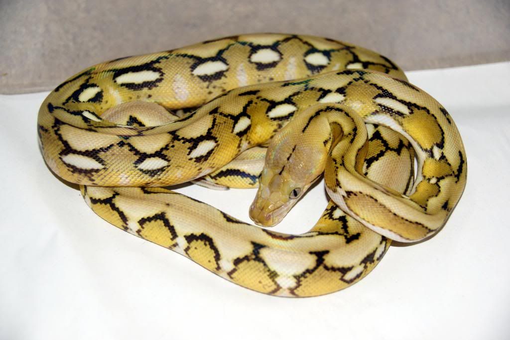 The Reticulated Python Thread | Page 307 | Reptile Forums
