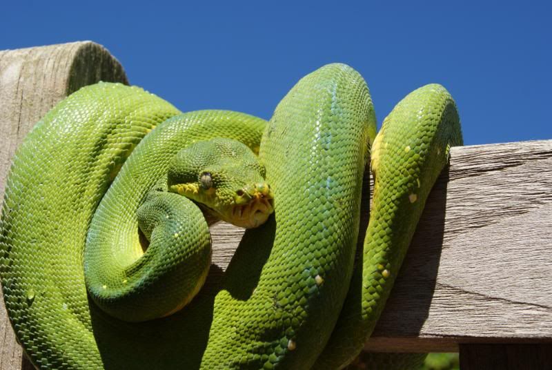 Sorong Green Tree Python | Reptile Forums