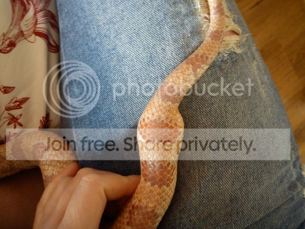 Snake operation | Reptile Forums