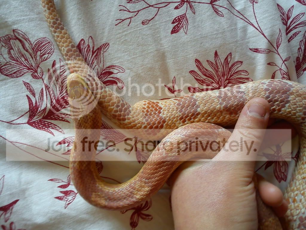 Snake operation | Reptile Forums