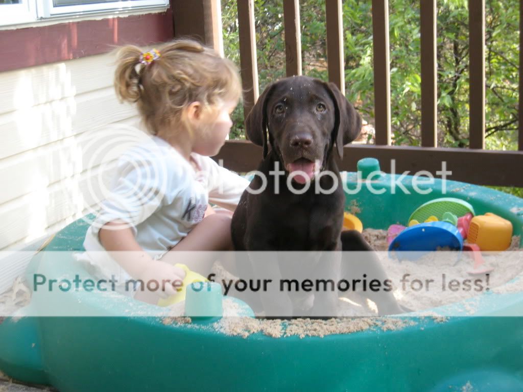 LABRADOODLE pics lets see them.........Please > Pets > AR15.COM