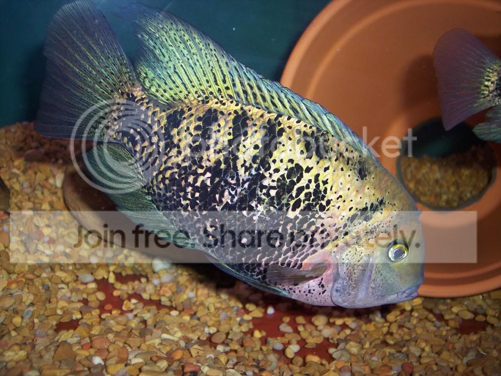 Paratheraps/Vieja Photo Thread | MonsterFishKeepers.com