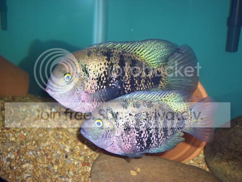 Paratheraps/Vieja Photo Thread | MonsterFishKeepers.com