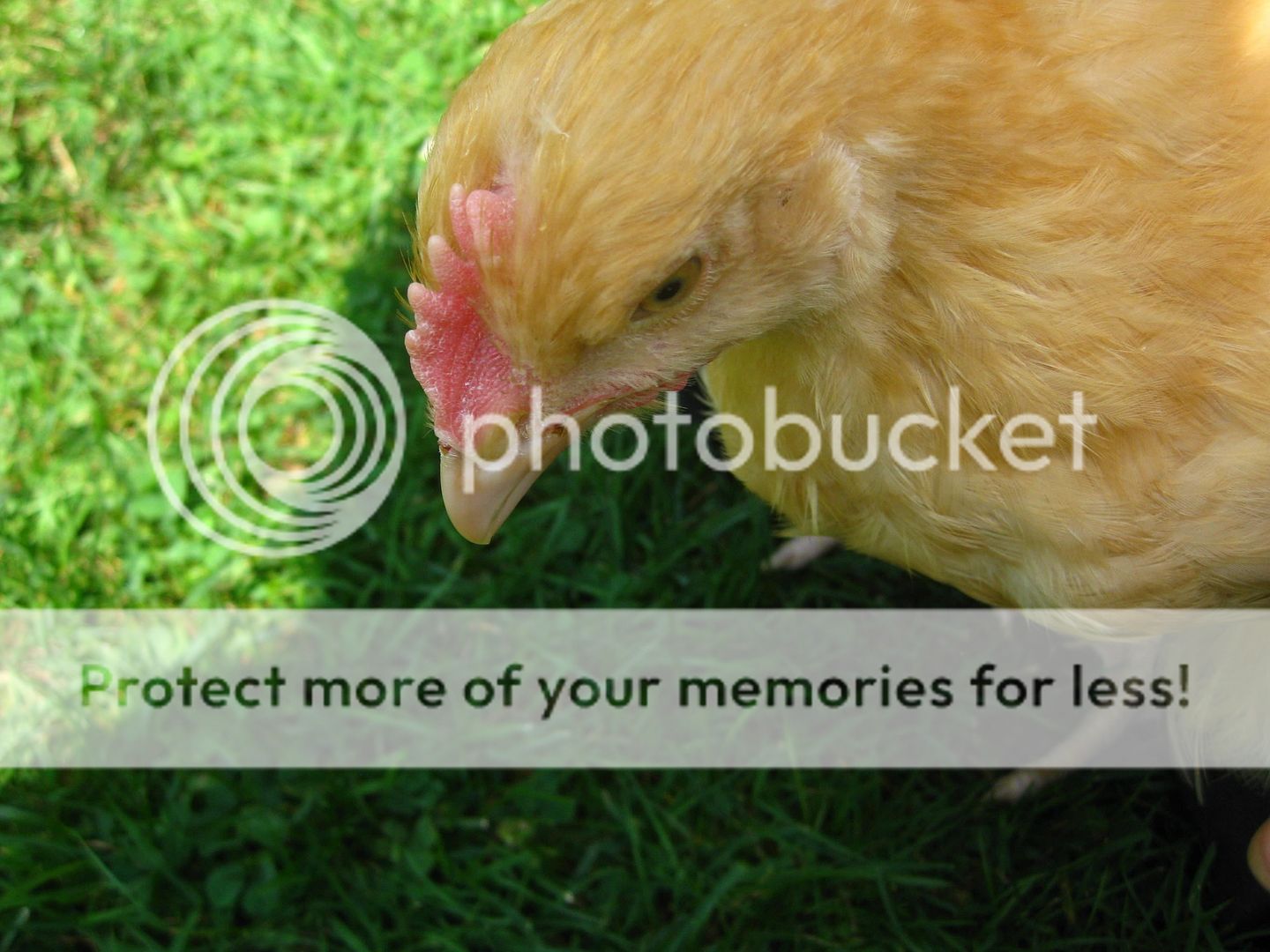 Split Comb... :| | BackYard Chickens - Learn How to Raise Chickens