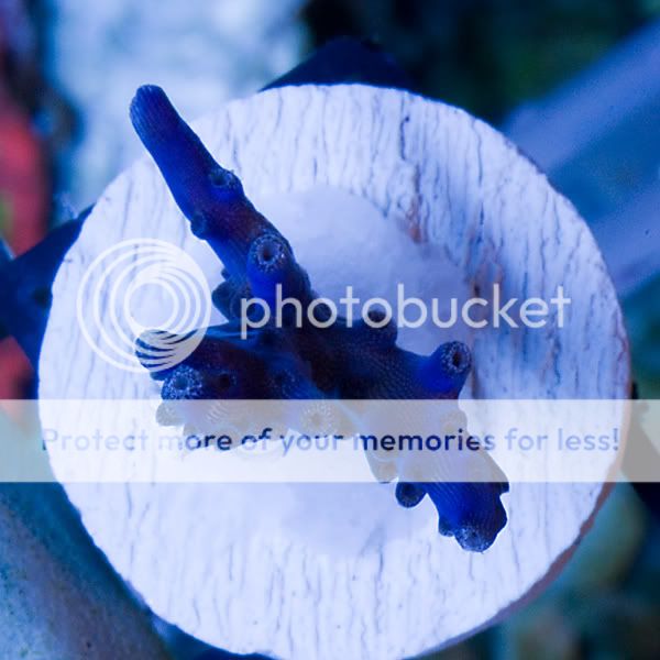 WWC is tops in my book (PICS!) | Reef2Reef