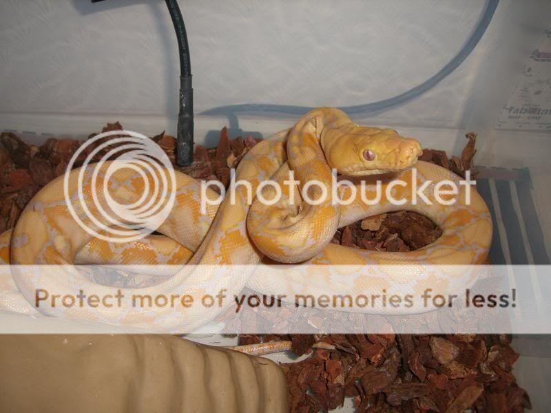 Growth rate of year old retics | Reptile Forums