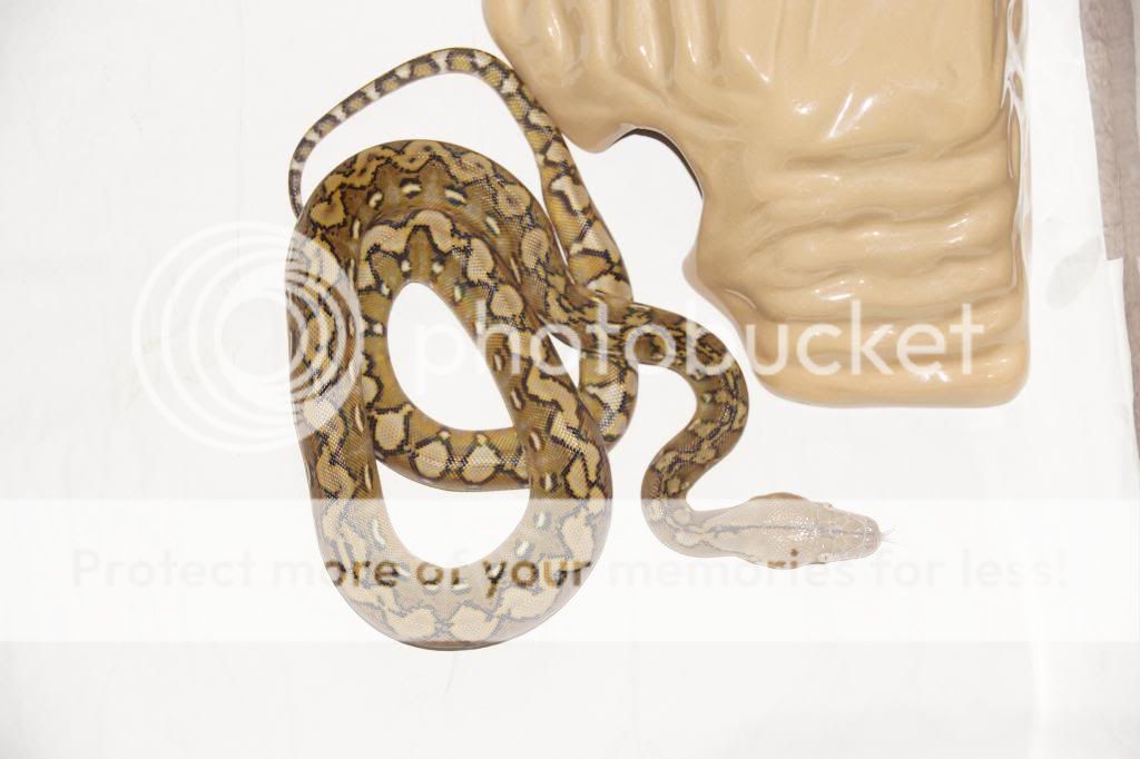 Retics Glorious Retics | Reptile Forums