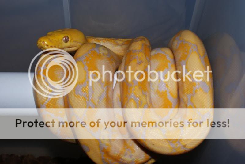 Arboreal Pythons | Reptile Forums