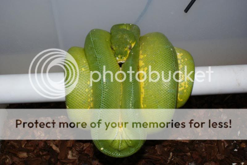 Arboreal Pythons | Reptile Forums