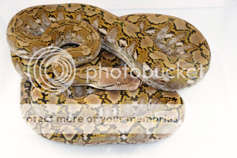 Some Super Dwarf Retics | Reptile Forums