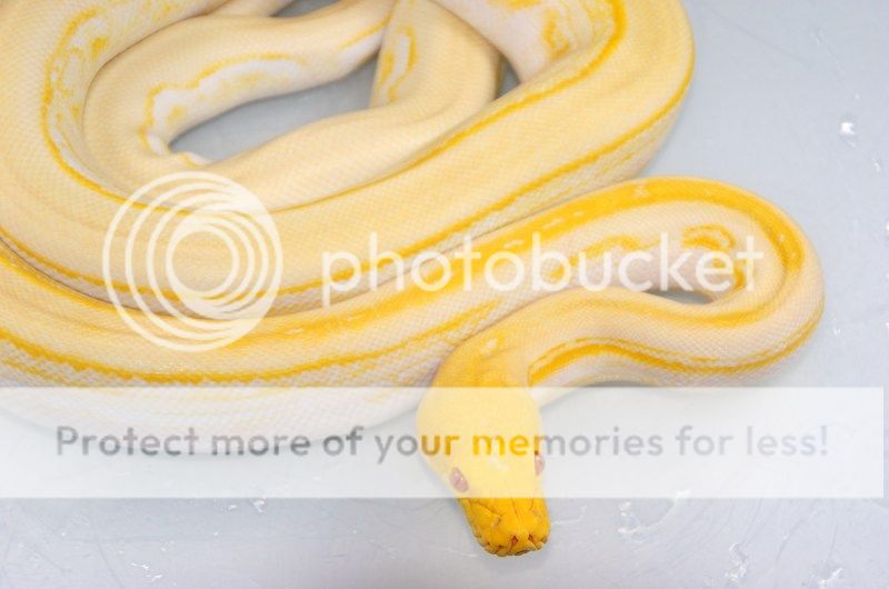 Some Super Dwarf Retics | Reptile Forums