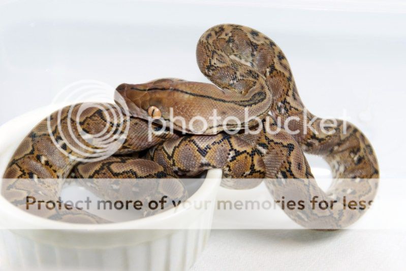 Some Super Dwarf Retics | Reptile Forums