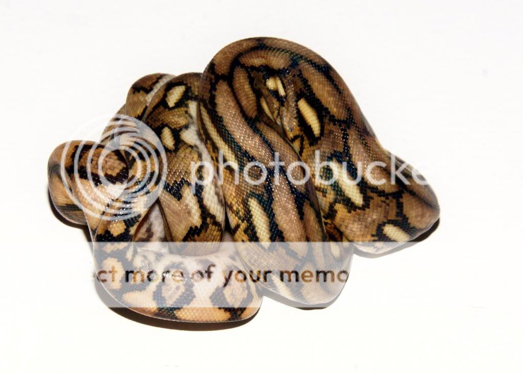 SE England - CB 2013 88% Super Dwarf Tiger Reticulated Pythons ...