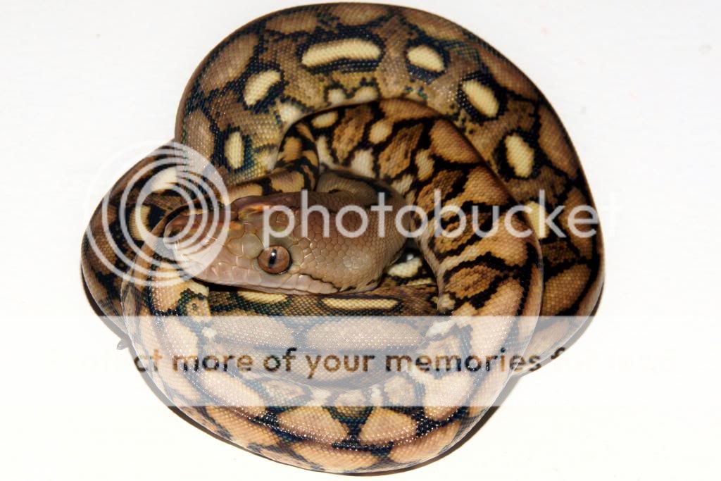 SE England - CB 2013 88% Super Dwarf Tiger Reticulated Pythons ...