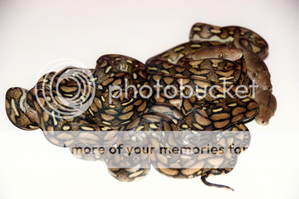 SE England - CB 2013 88% Super Dwarf Tiger Reticulated Pythons ...