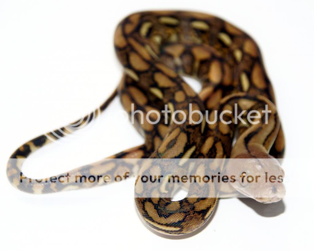 SE England - CB 2013 88% Super Dwarf Tiger Reticulated Pythons ...
