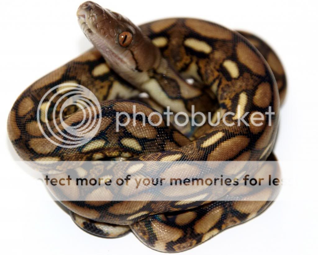 SE England - CB 2013 88% Super Dwarf Tiger Reticulated Pythons ...