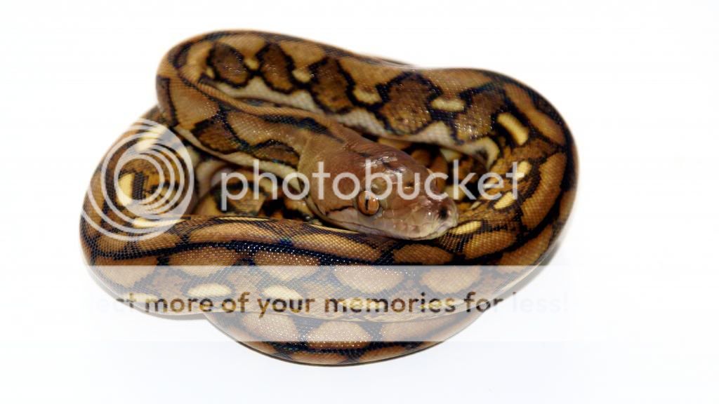 SE England - CB 2013 88% Super Dwarf Tiger Reticulated Pythons ...