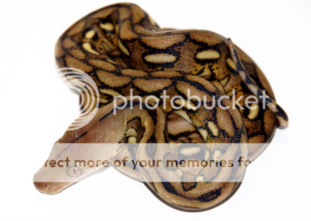 SE England - CB 2013 88% Super Dwarf Tiger Reticulated Pythons ...