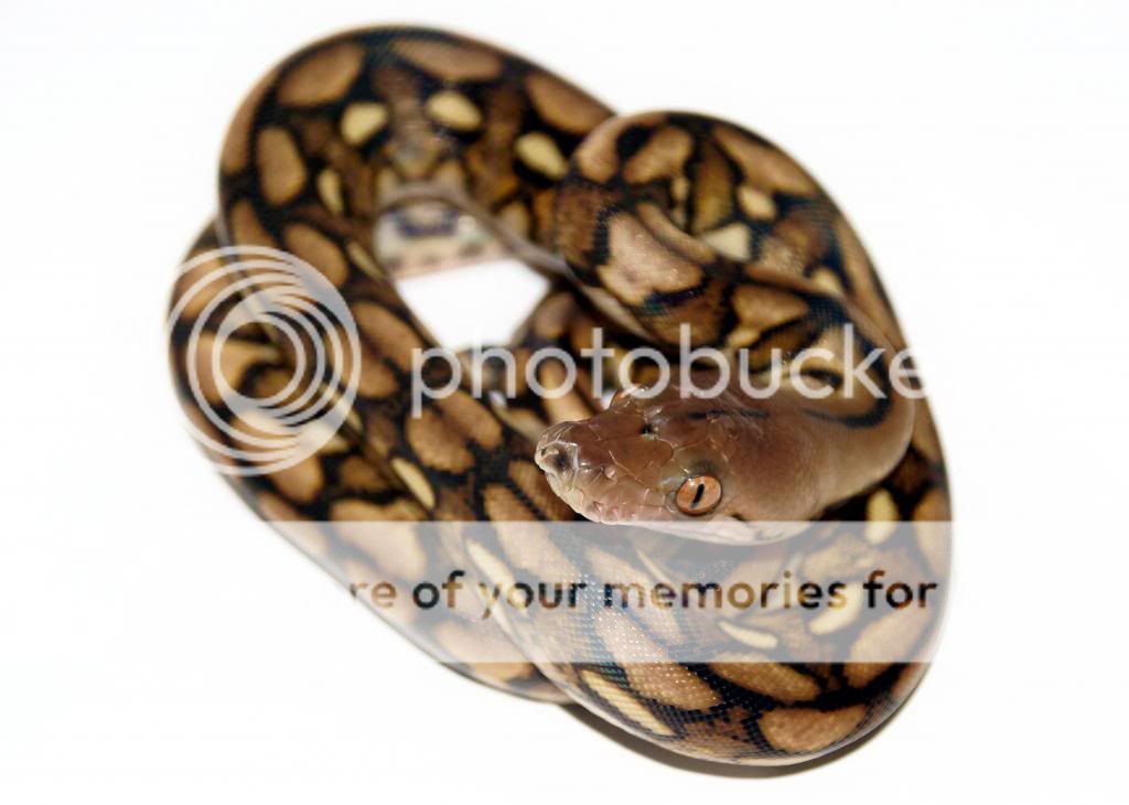 SE England - CB 2013 88% Super Dwarf Tiger Reticulated Pythons ...