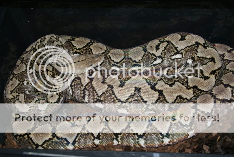 kayuadi reticulated python | Reptile Forums