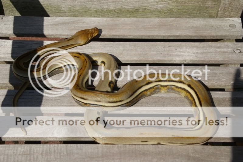 Dwarf Retics plus morphs | Reptile Forums