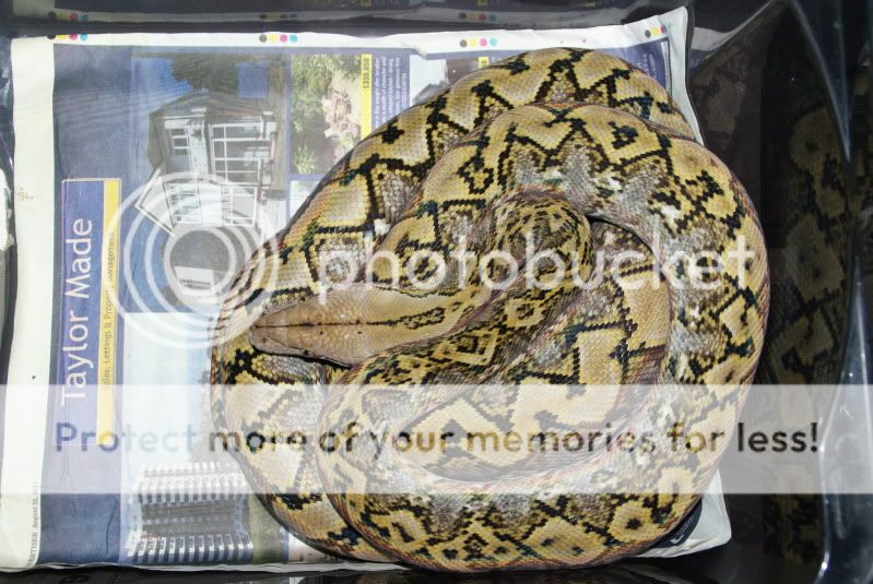 Kalatoa dwarf retic care help | Reptile Forums