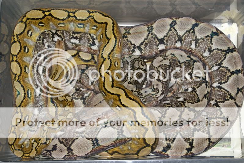 Dwarf Retic Clutch | Reptile Forums