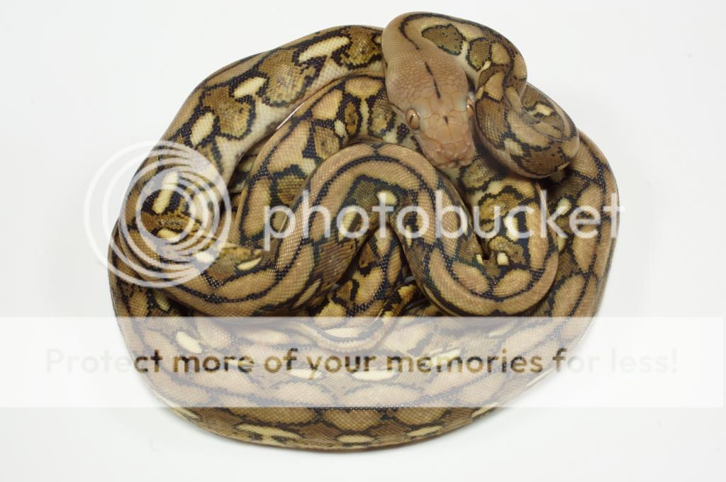 SW England - 62.5% Super Dwarf Reticulated Pythons FOR SALE | Reptile ...