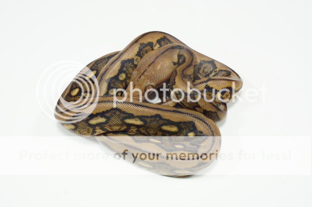 SW England - 62.5% Super Dwarf Reticulated Pythons FOR SALE | Reptile ...
