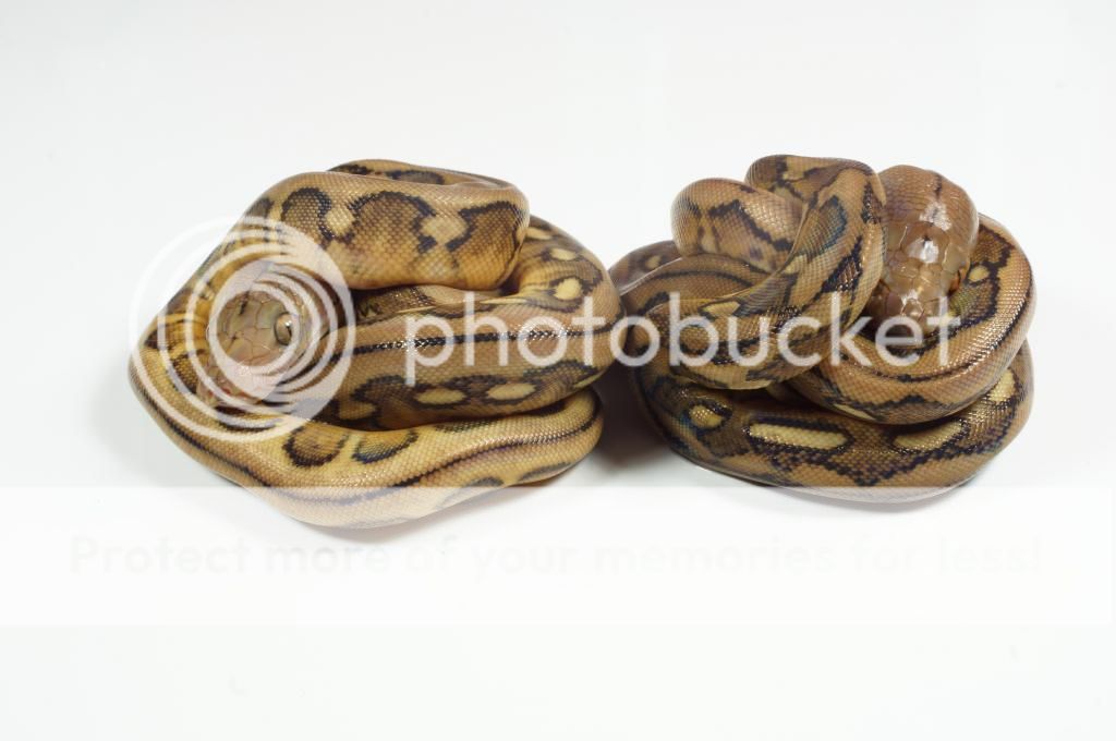 SW England - 62.5% Super Dwarf Reticulated Pythons FOR SALE | Reptile ...