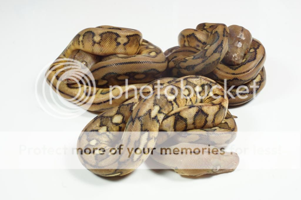 SW England - 62.5% Super Dwarf Reticulated Pythons FOR SALE | Reptile ...