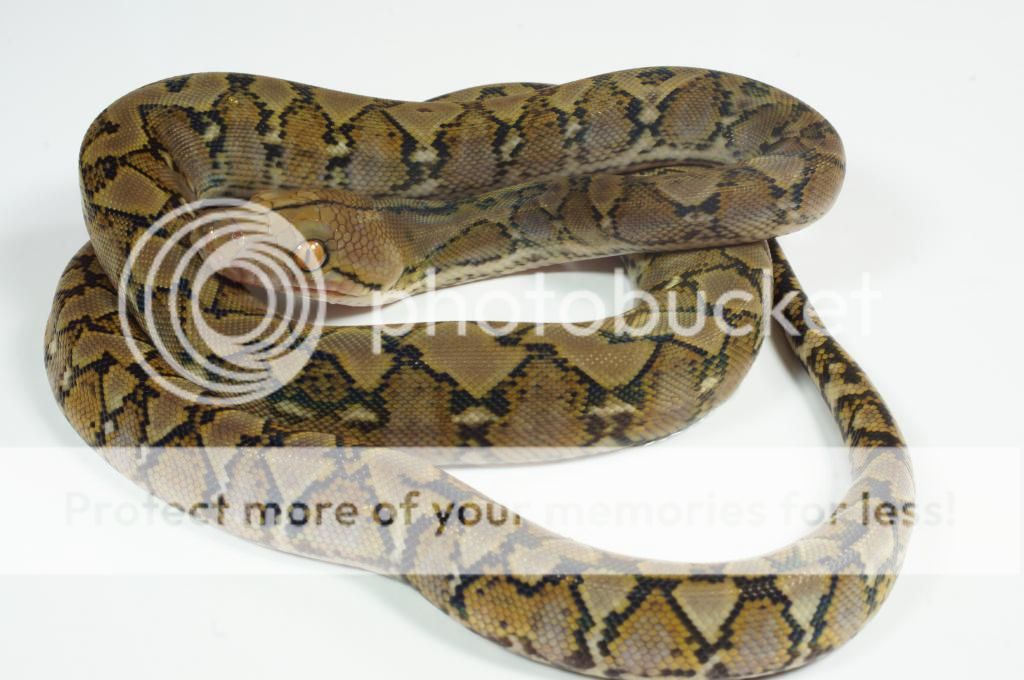 SW England - 62.5% Super Dwarf Reticulated Pythons FOR SALE | Reptile ...