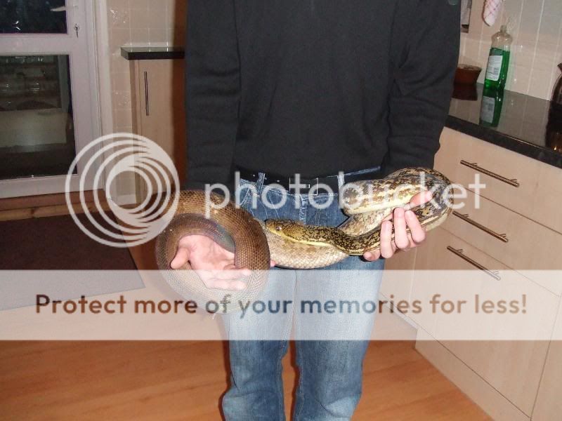 Female Timor Python for sale | Reptile Forums