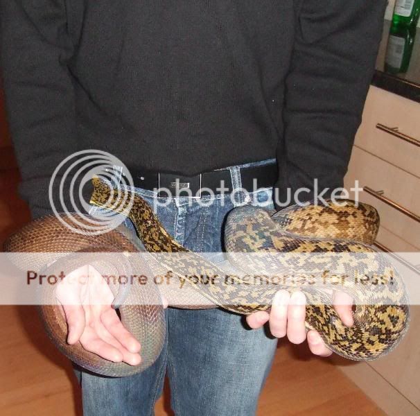 Female Timor Python for sale | Reptile Forums