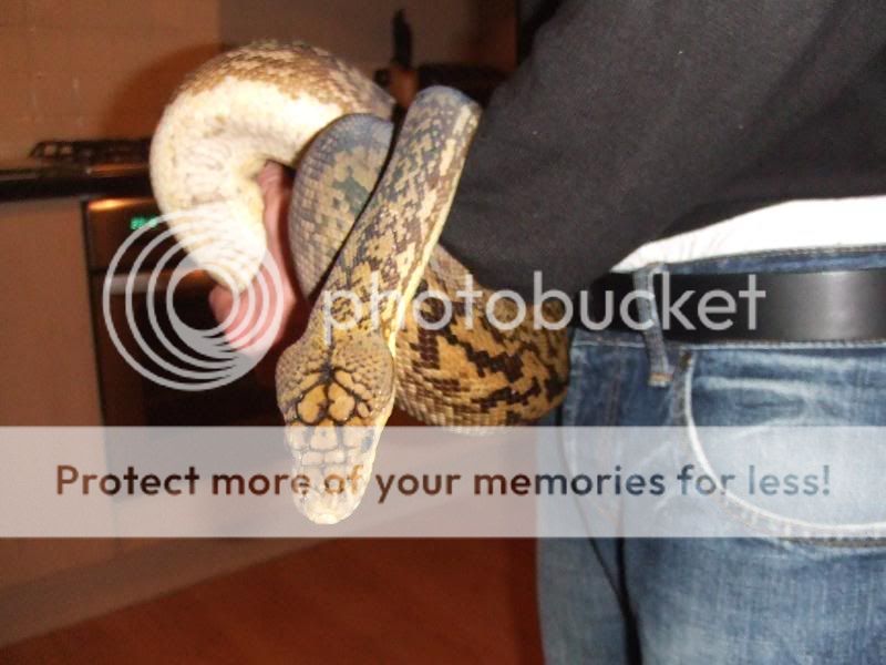 Female Timor Python for sale | Reptile Forums