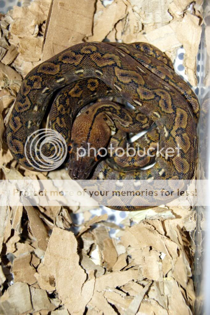 SW England - Tiger, Sunfire and Normal Super Dwarf Reticulated Pythons ...