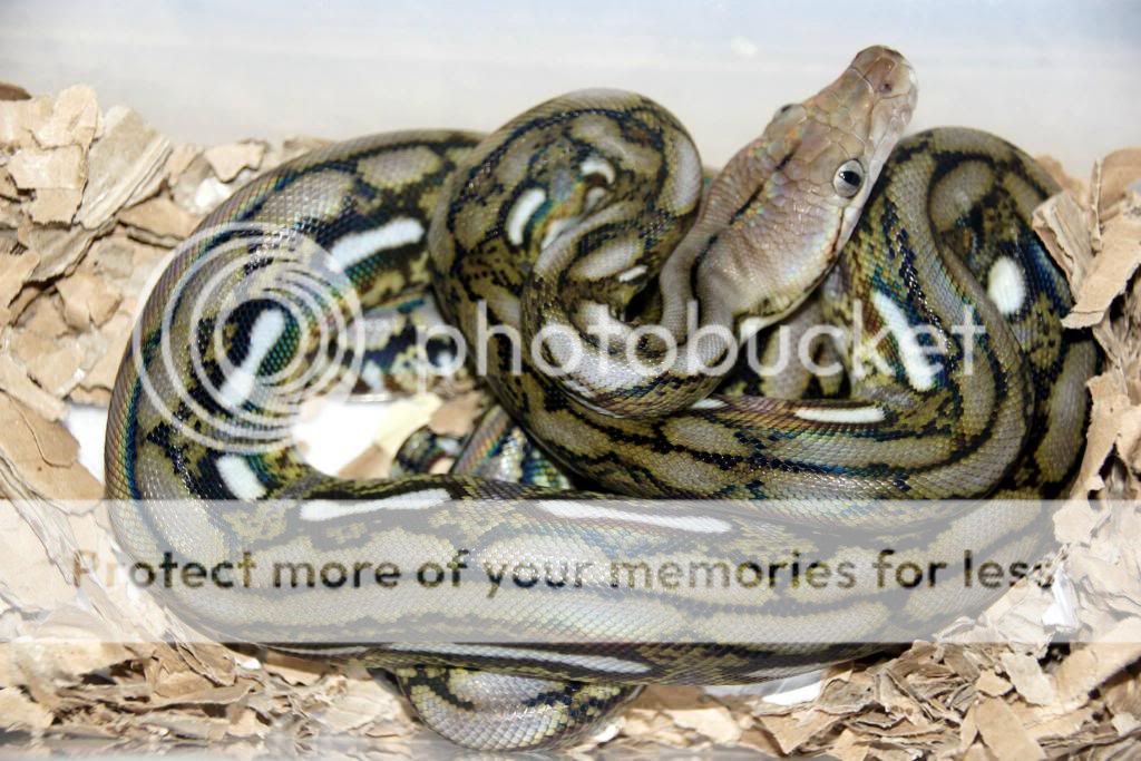 SW England - Travis Kubes Retics For Sale | Reptile Forums