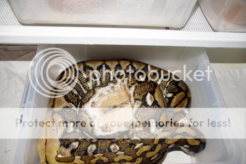 Retic breeding from copulation to egg hatching | Reptile Forums