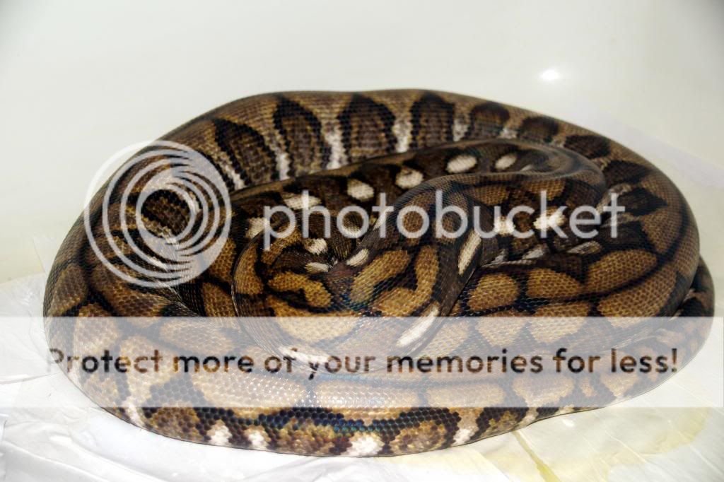 Retic breeding from copulation to egg hatching | Reptile Forums