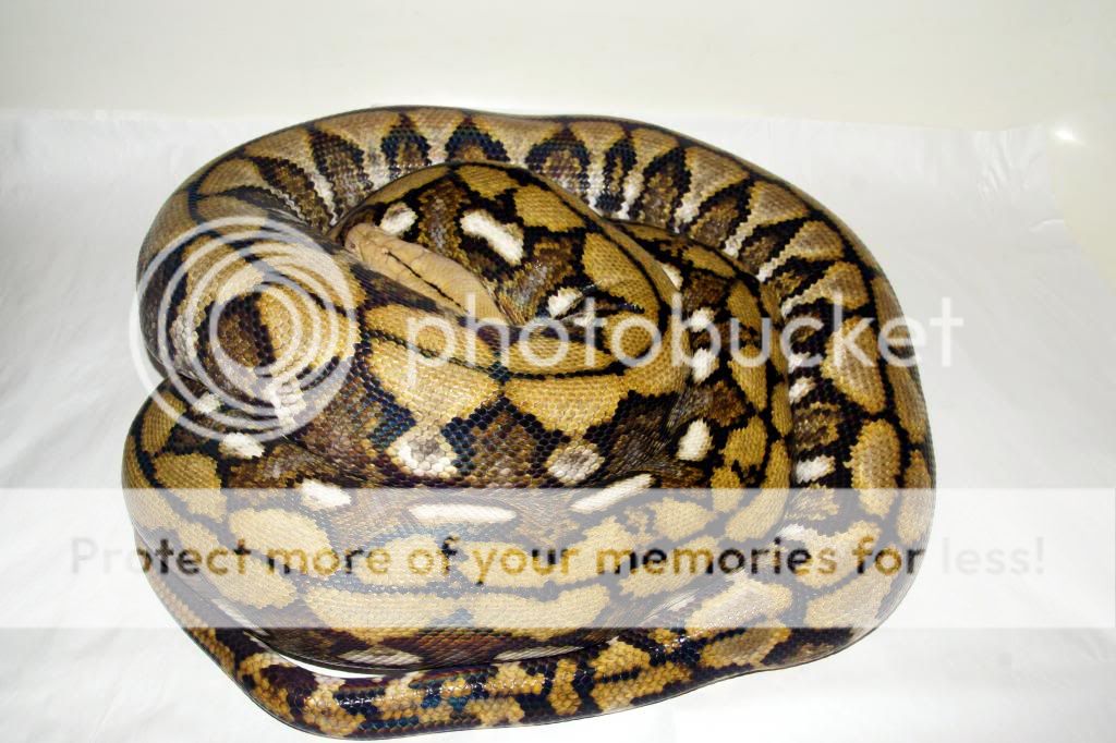 Retic breeding from copulation to egg hatching | Reptile Forums