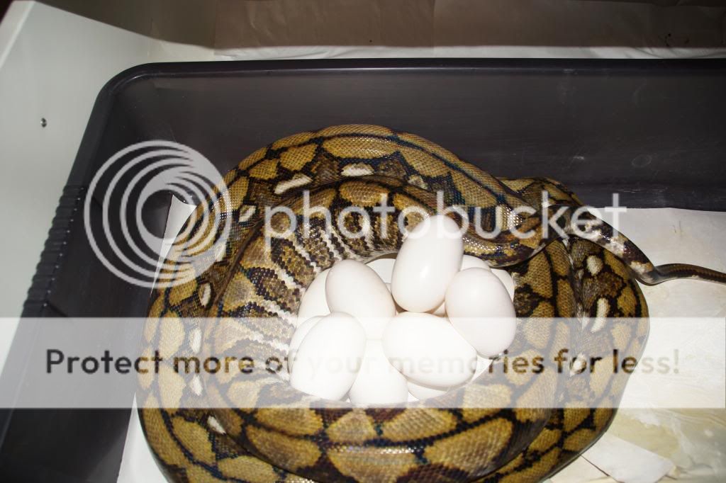 Retic breeding from copulation to egg hatching | Reptile Forums