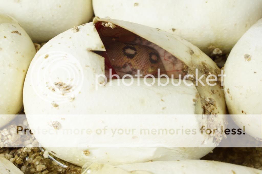 Retic breeding from copulation to egg hatching | Reptile Forums